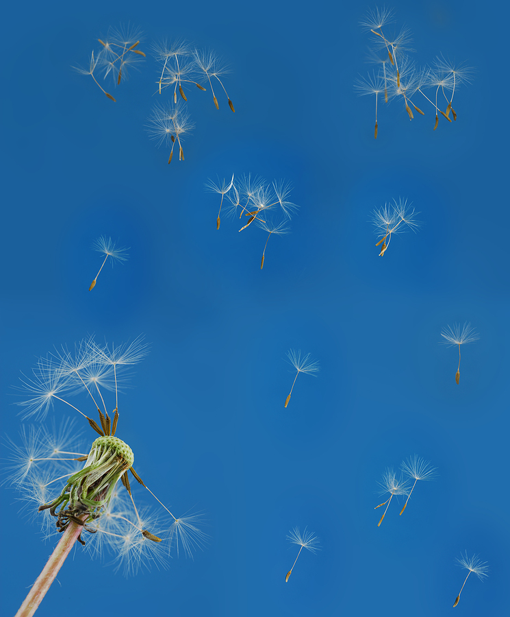 The Amazing Dandelion - Harvesting and Cooking Nutritious Greens in Spring