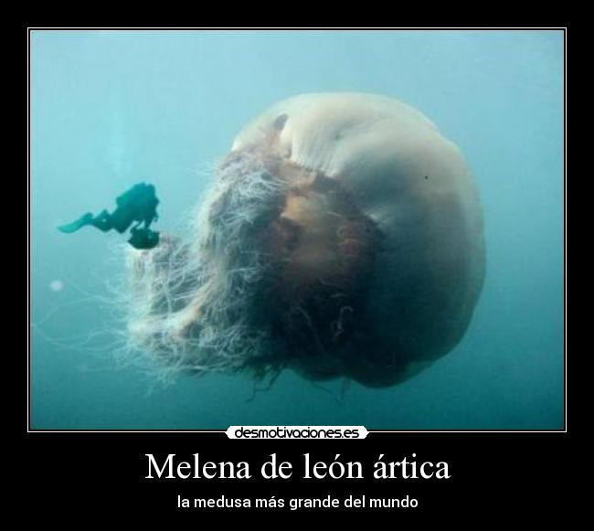 CURIOSIDADES: LOS PECES MAS LINDOS DEL MUNDO