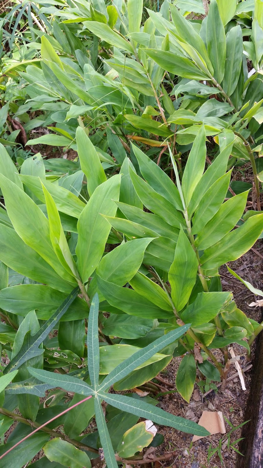 Warisan Petani: Tanam keliling Rumah 2