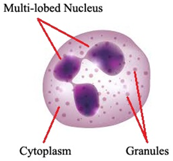 What is the full form of WBC?