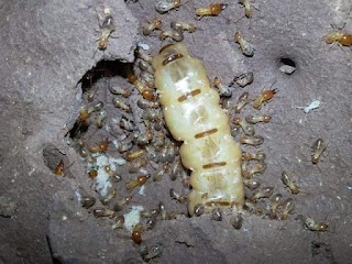 Ratu Rayap Manfaat dan Khasiatnya