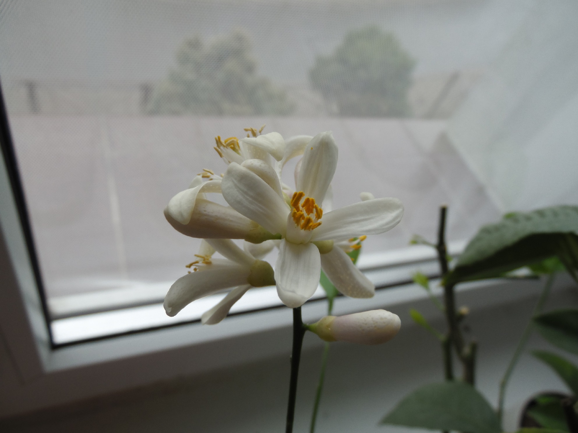 Rośliny egzotyczne: Cytryna Meyera - nowe pąki kwiatowe i owoce: