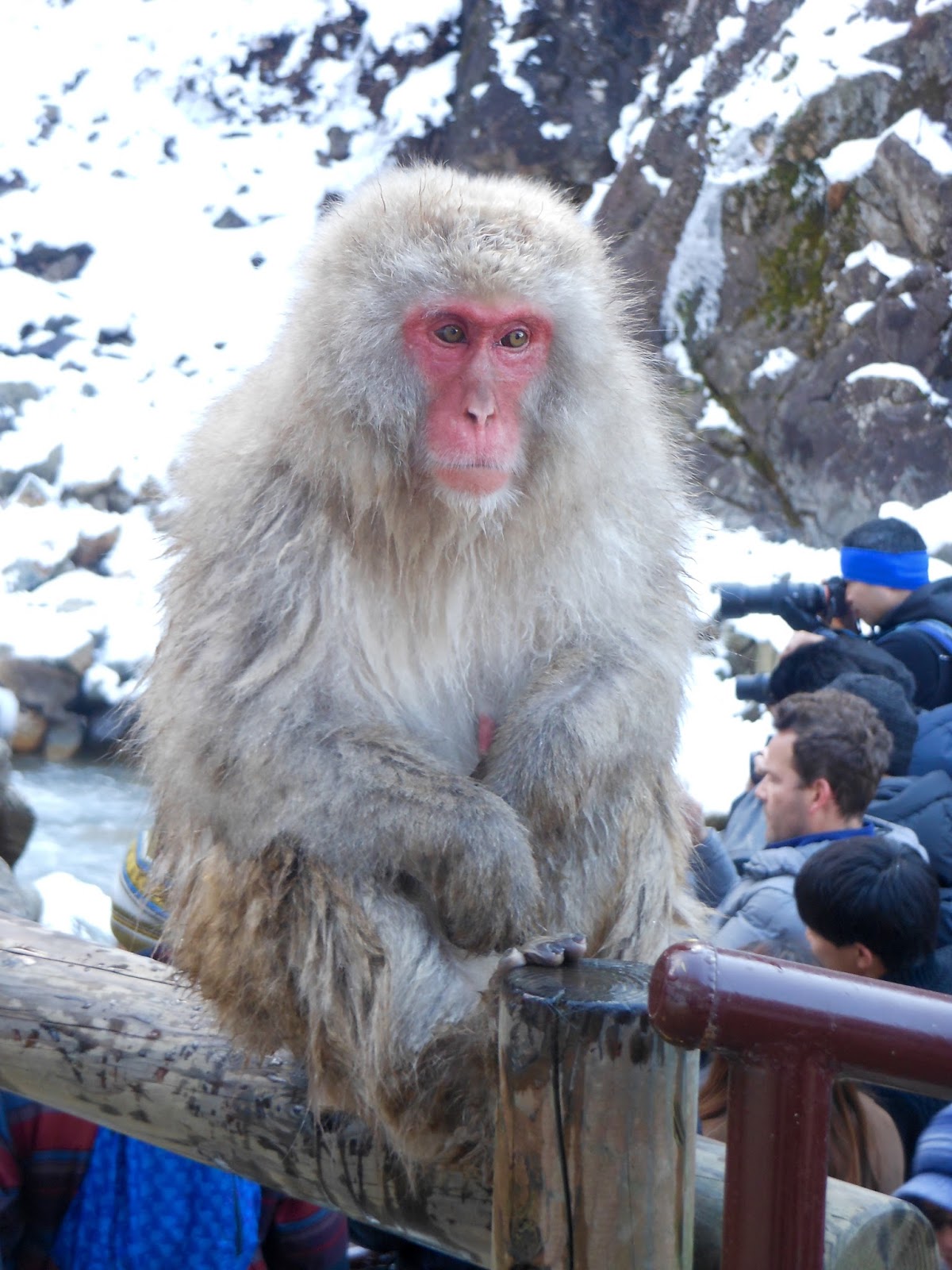 Hokkaido Kudasai: Snow Monkey Park
