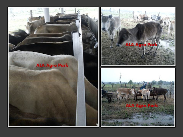 Ladang Ternak Lembu: Lembu KK jantan untuk dijual