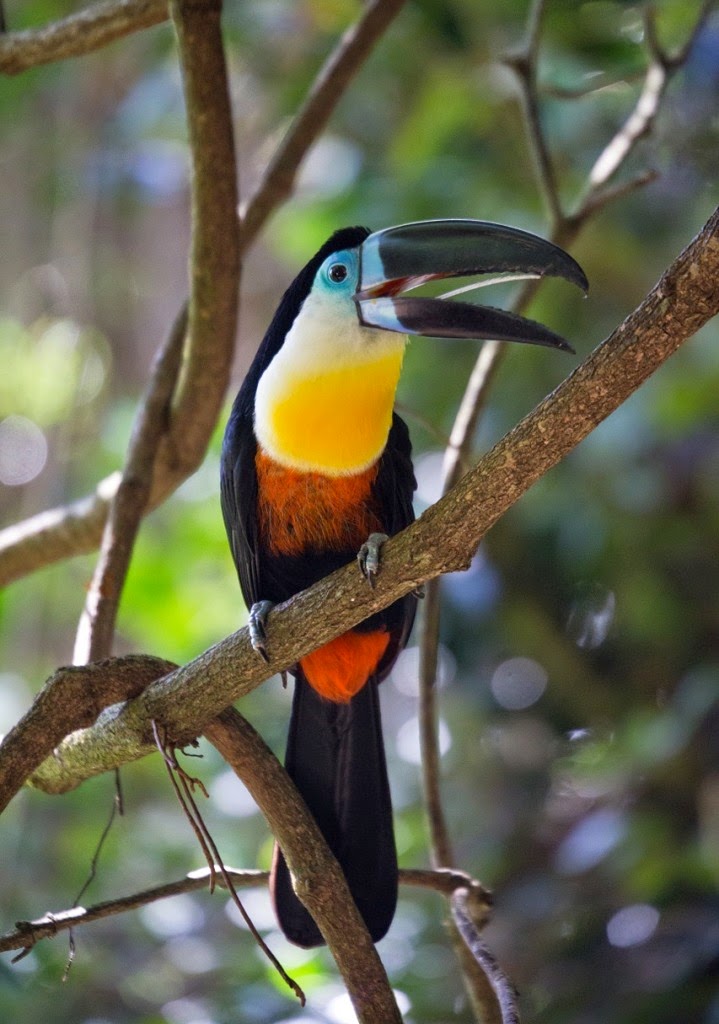 Contes d' Animals: EL TUCÀ