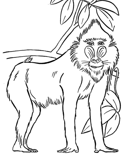 Baboon Coloring Page - Colouring for Kids
