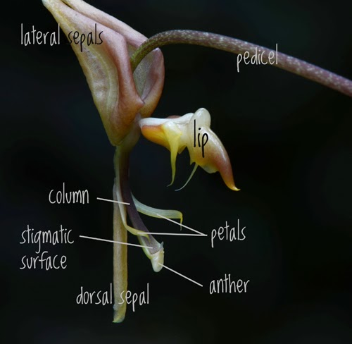 The Orchid Column: How Gongora Flowers Work