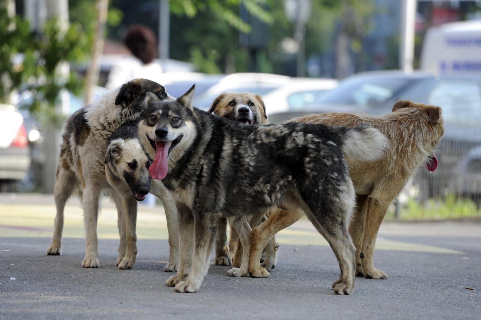 CRISTIAN NISTOR: CAINI COMUNITARI - BUCURESTI