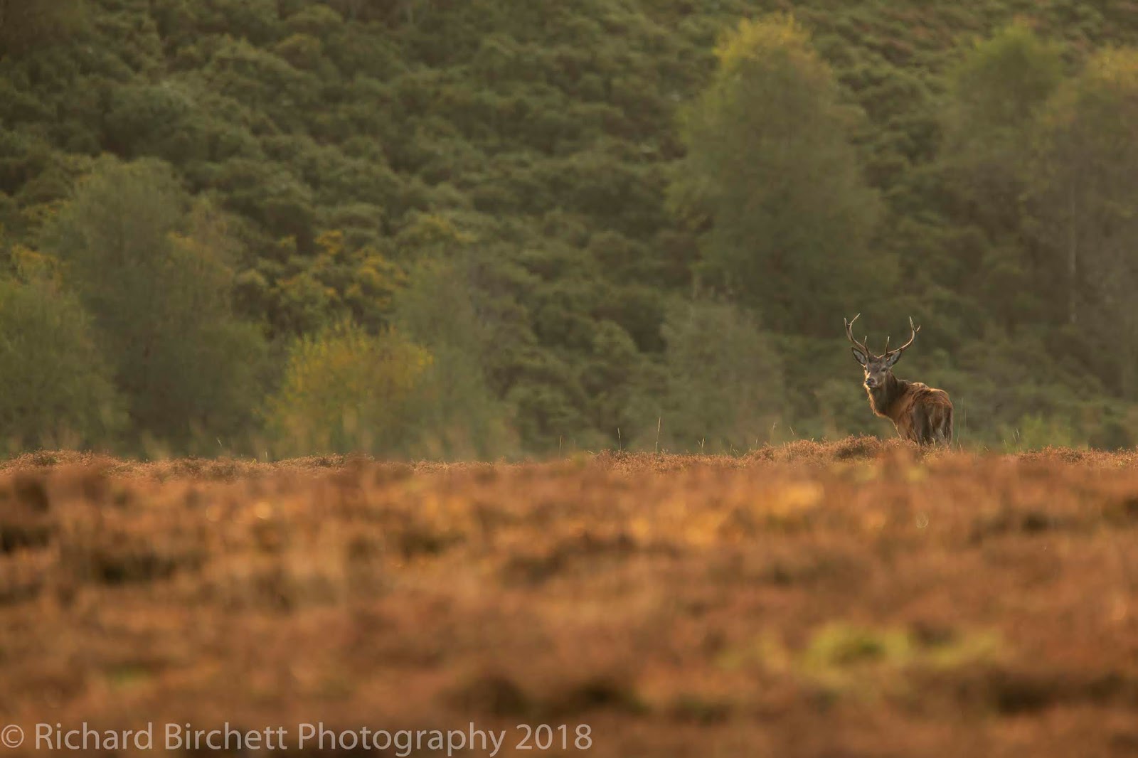 Wildlife in Cornwall: A selection of Wildlife Images from the Exmoor ...