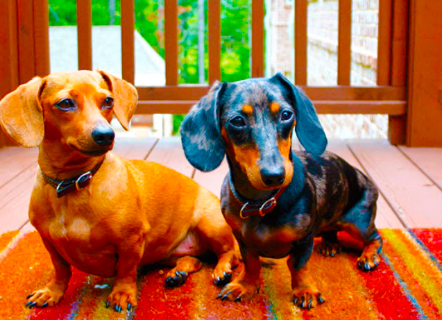 Come prenderti cura del tuo bassotto | Dachshund