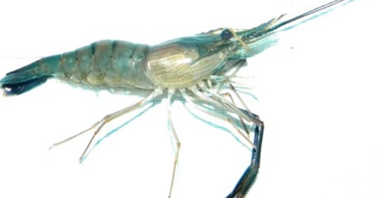 Habitat Udang Galah - IKAN DAN LAUT