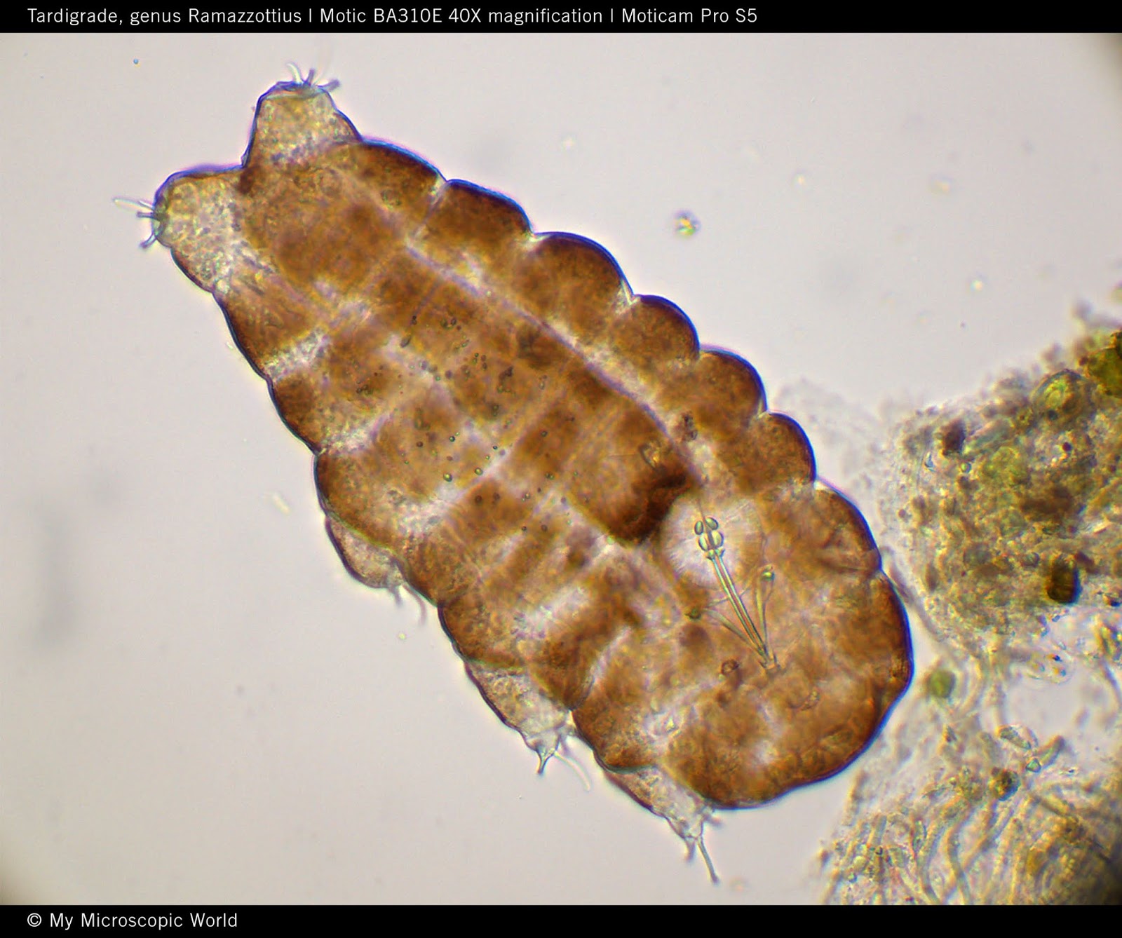 Motic Europe | Blog: Tardigrades - Some of the toughest, and smallest ...