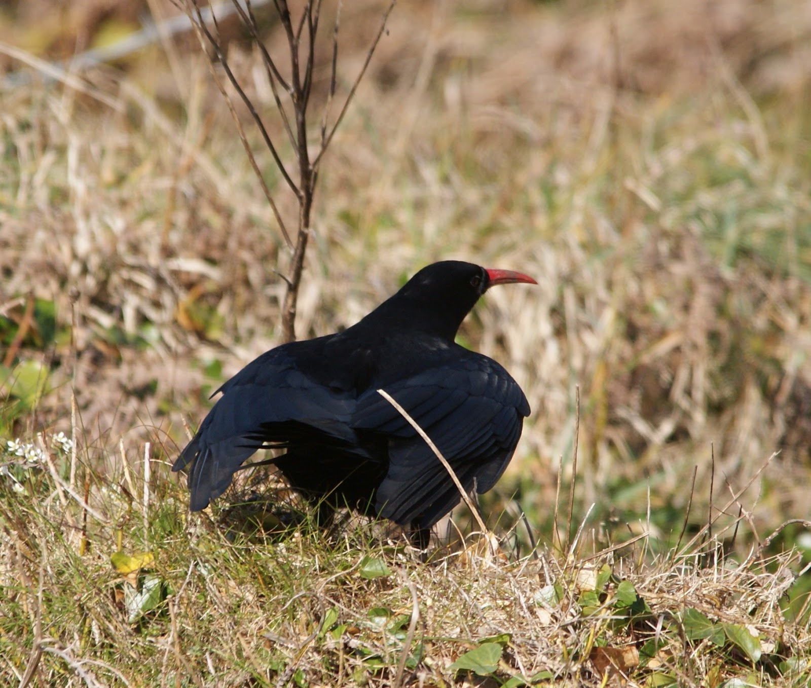 KERNOW PHOTOS: Cornish Chough part 2
