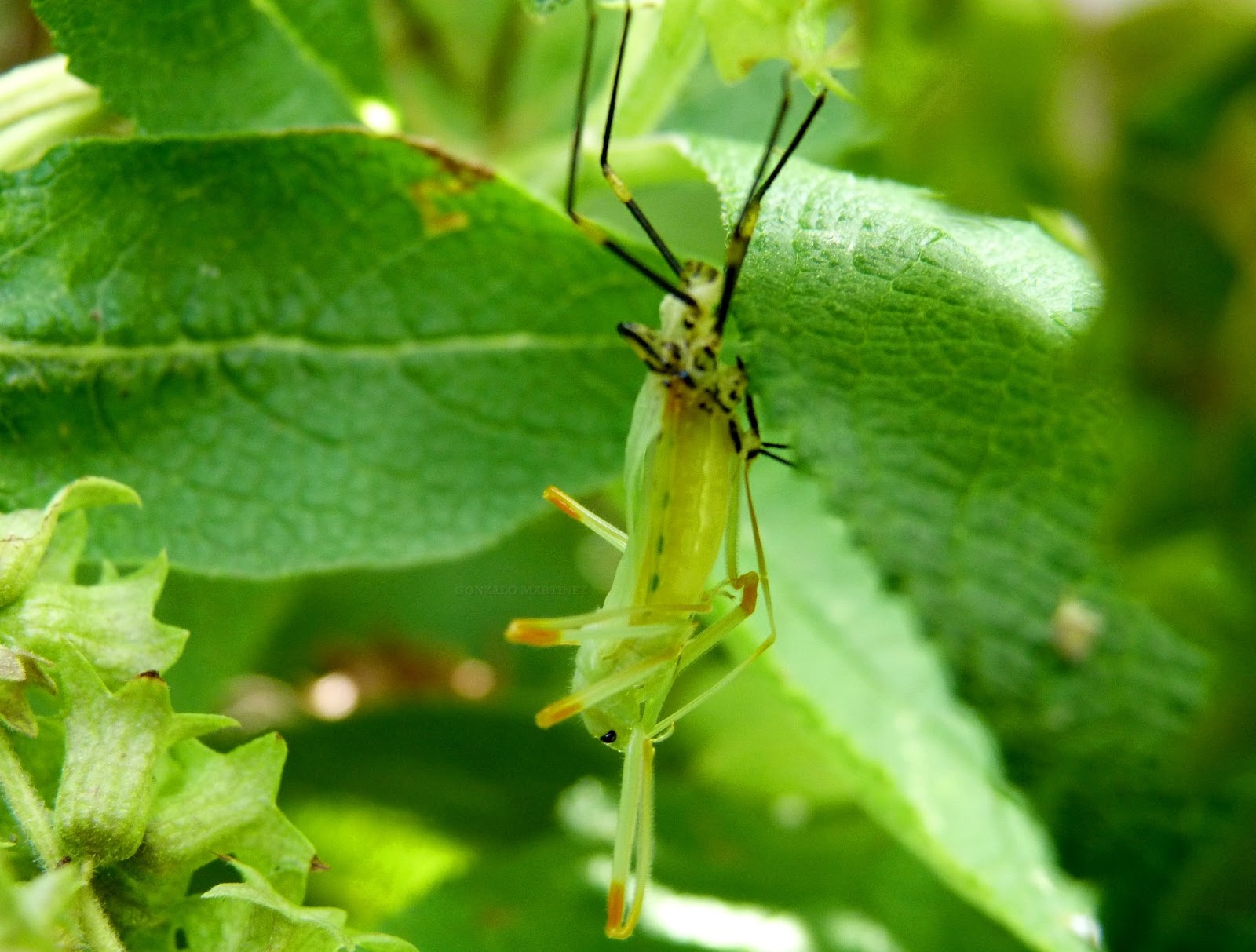 Photography-Fotografía: Insectos - Insects