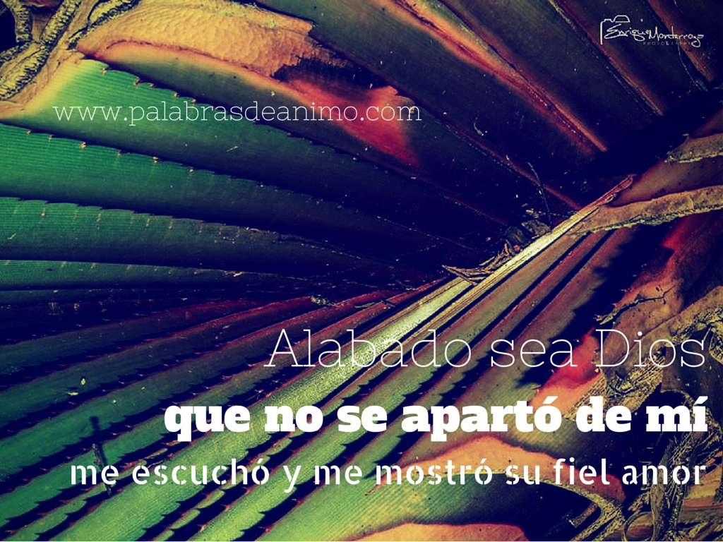 Alabado sea Dios que no se apartó de mi – Palabras de Animo.com