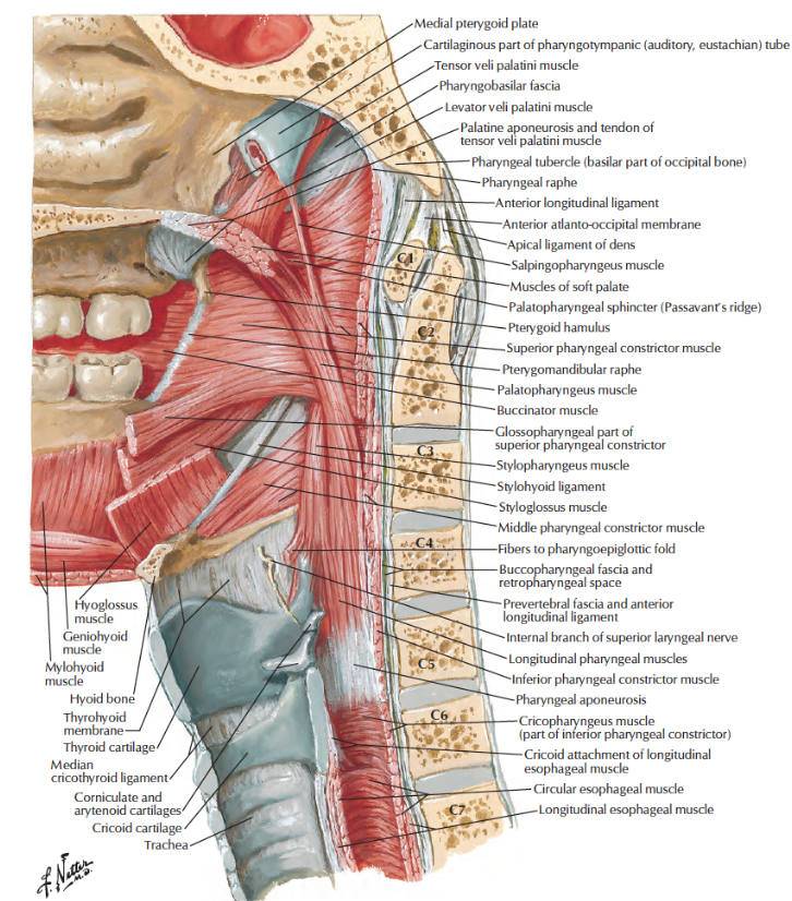 Pharynx Anatomy