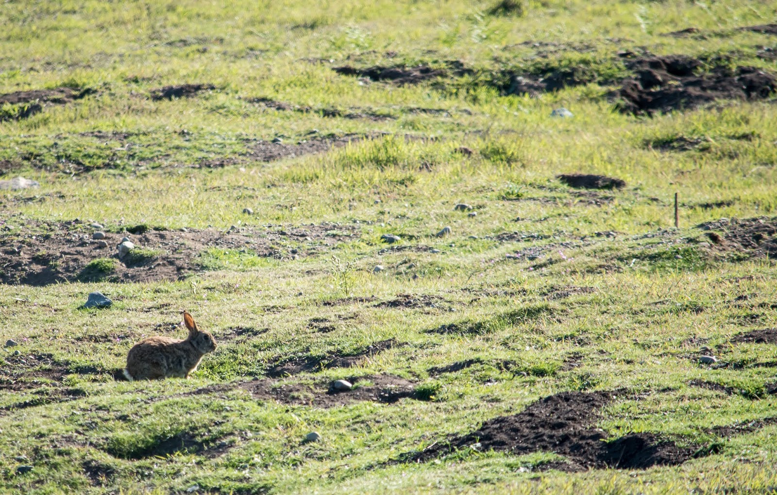 WSDA AgBriefs: Update: Deadly Rabbit Disease on Orcas Island now ...