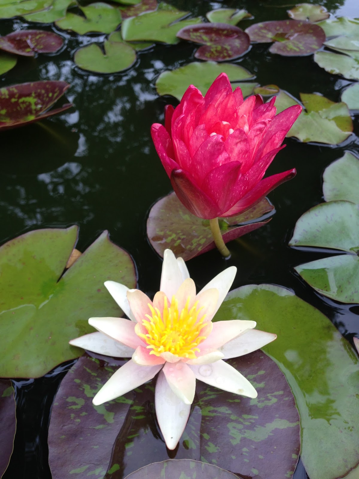 The Lents Farmer: Summer Water Lilies