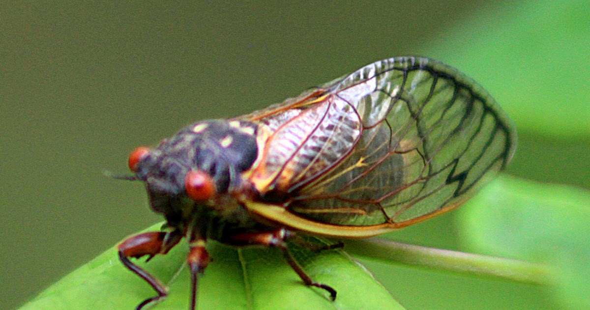 Appalachian Journal : Cicada Invasion
