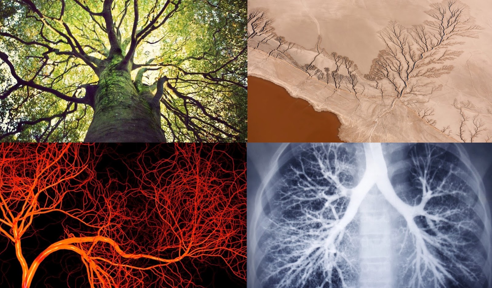 dī·vul·gā·tum: Natural chaos