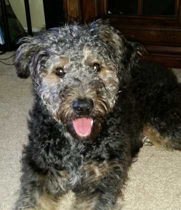 Australian Cattle Dog and Poodle Mix Designer Hybrid Dogs | Discussing ...