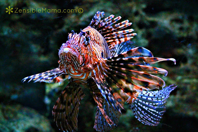 Zensible Mama: Life Under the Sea Comes Alive at Georgia Aquarium