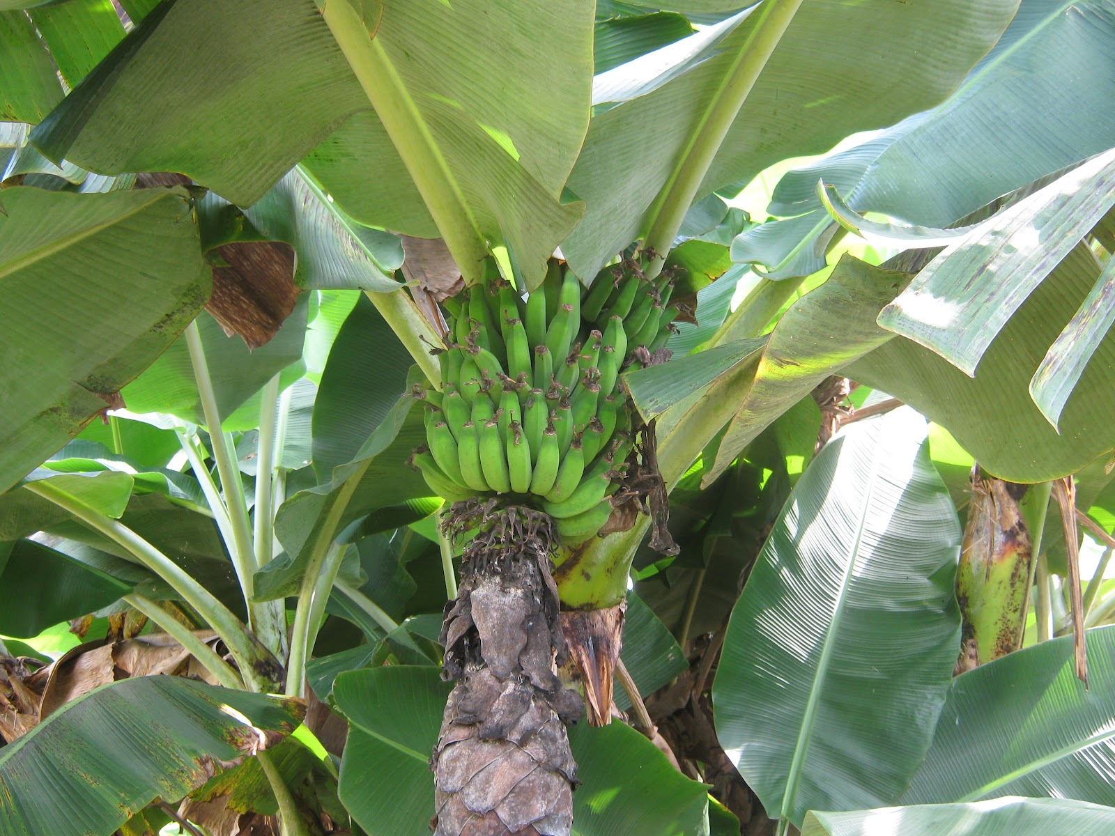 Garden Guy Hawaii: Bananas – A Fruit for All Reasons