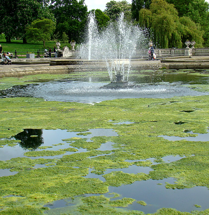 Eutrophication Ocean