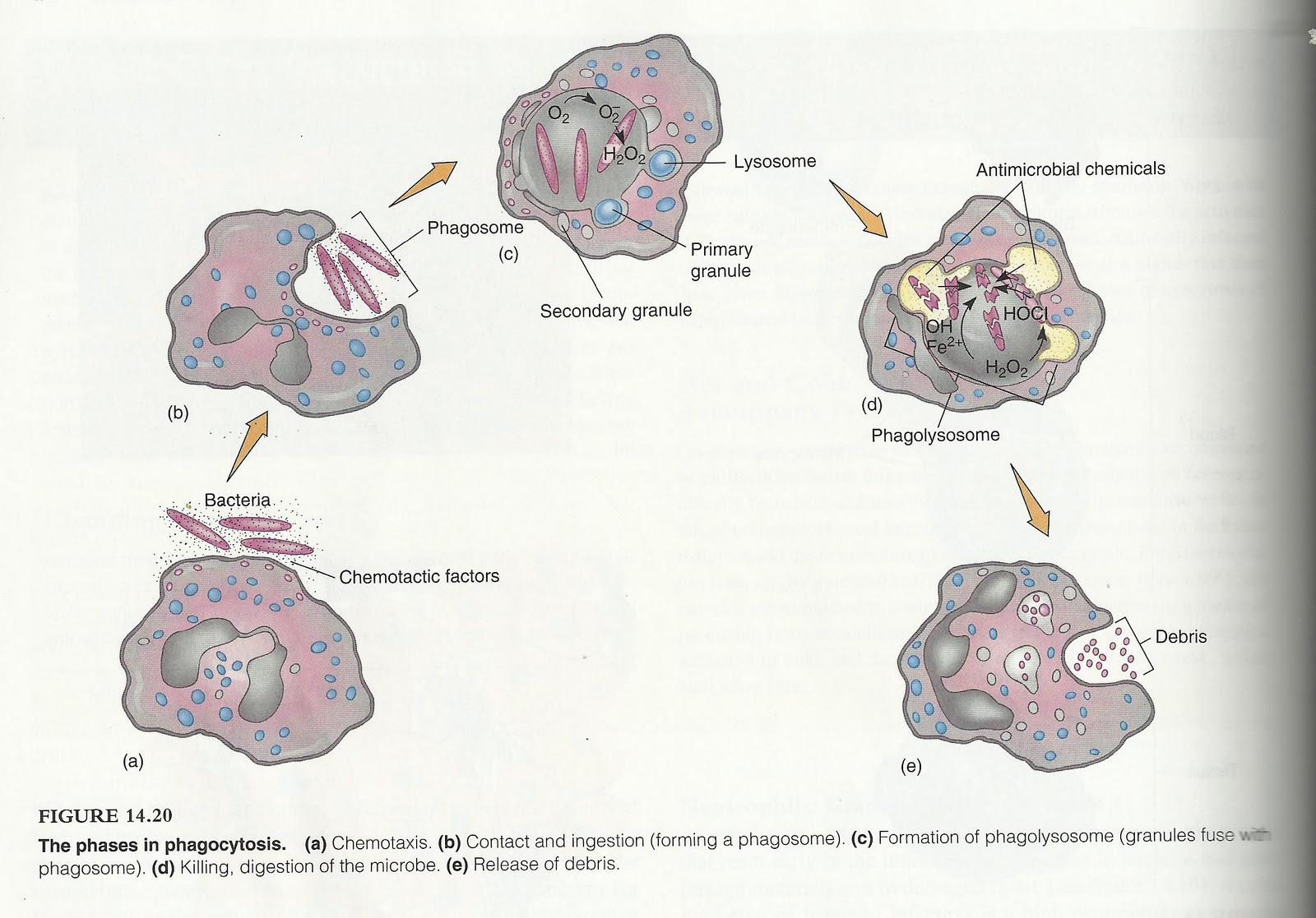 The Basic Concept about Immunology