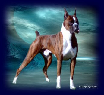 Tiempo de perros: ¿Que es un boxer blanco?