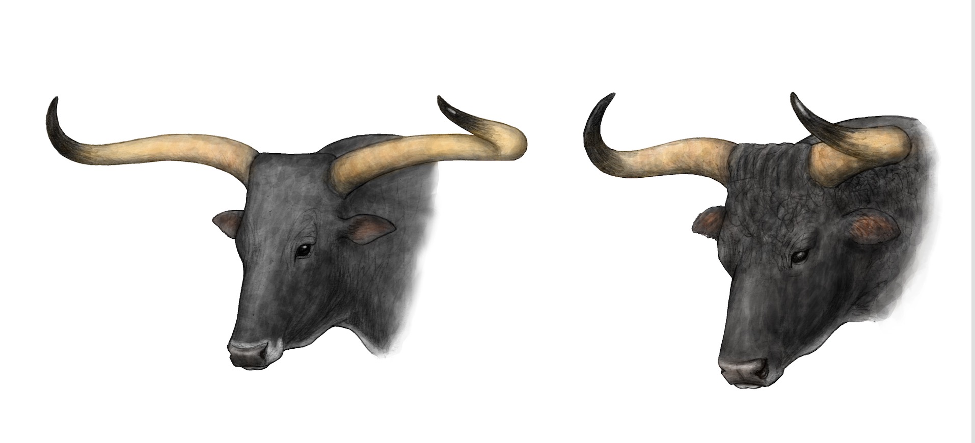 The Breeding-back Blog: The Indian aurochs III
