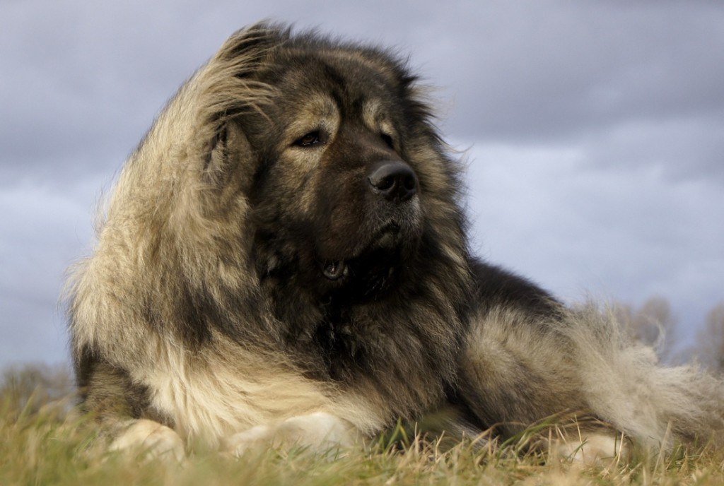 caucasian shepherd dog: Caucasian shepherd dog similar breeds