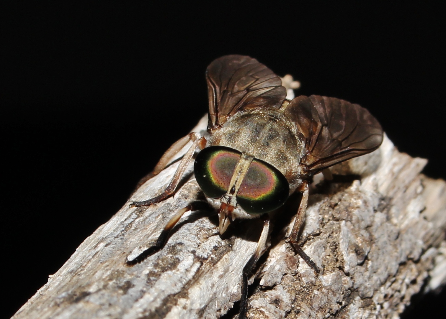 Biodiversity of Cyprus by NGO Protection of the Natural Heritage and ...