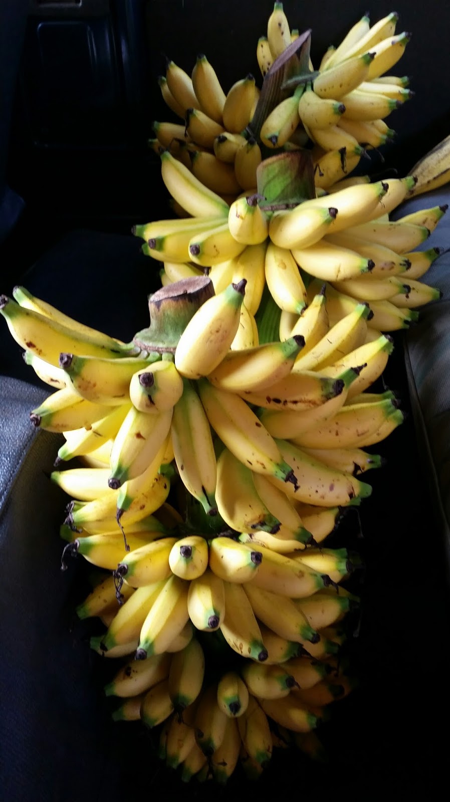 Warisan Petani: Tanaman Pisang 1 : Pisang Lemak Manis VS Pisang 40 hari.