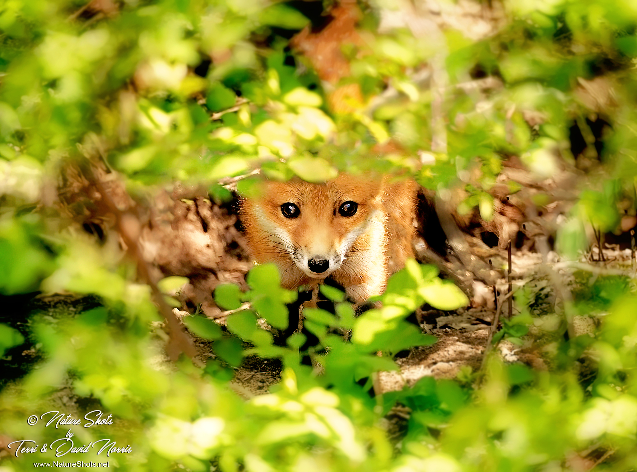 NatureShots by Terri & David Norris: Fox Kits at Magee Marsh