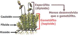 Biologia no ensino médio: 3º ANO - AULA 15 - BRIÓFITAS