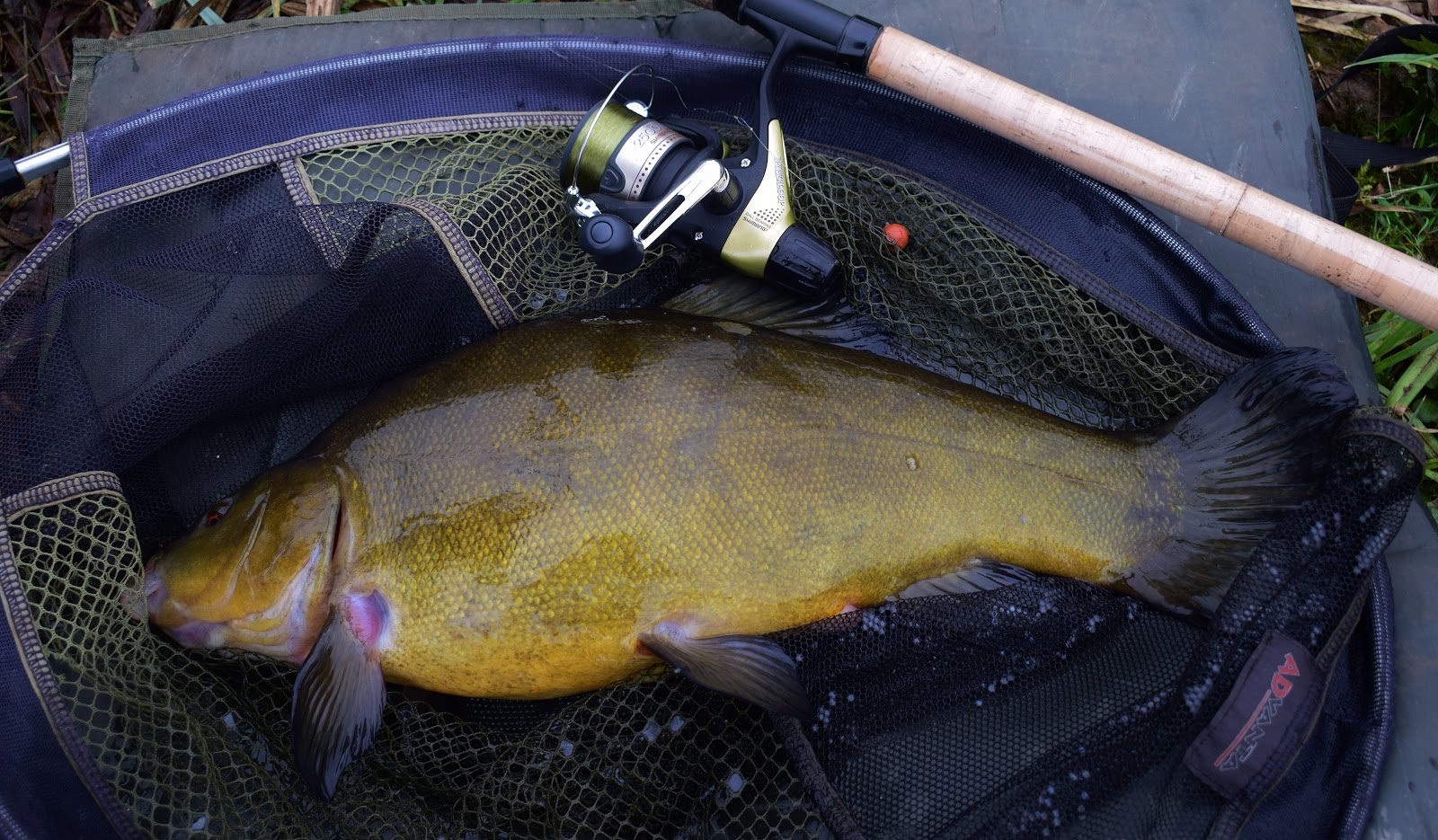 Bureboyblog: Tinca tinca