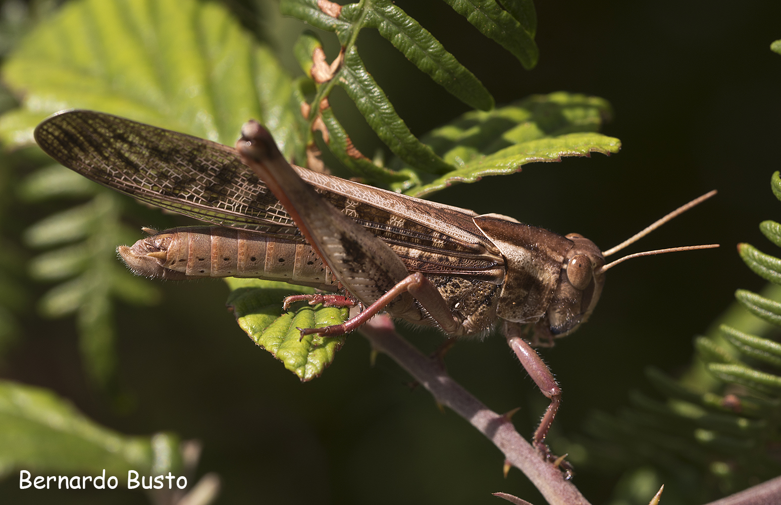 RÍA DE LA VILLA: Insecto del día