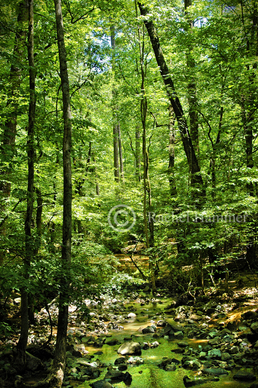 TwoFeetPhoto: Favorite Places: Volume II: Your Local Forest