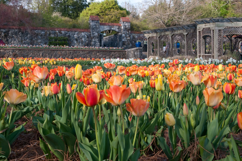 The Garden Plot: Ring in Spring with Biltmore’s Festival of Flowers