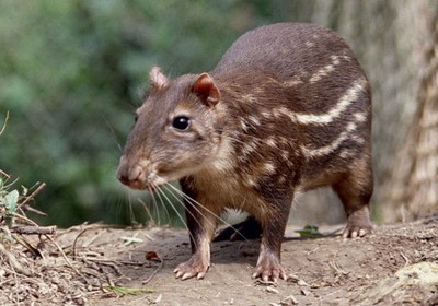 CRIAÇÃO DE ANIMAIS: Criação de Pacas (Agouti paca)