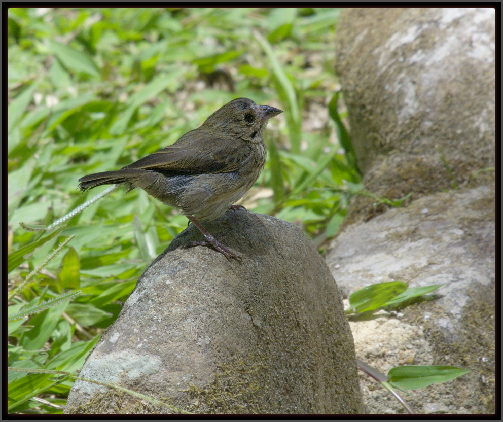 Como Criar um tiziu ? | SITE POLEMICO