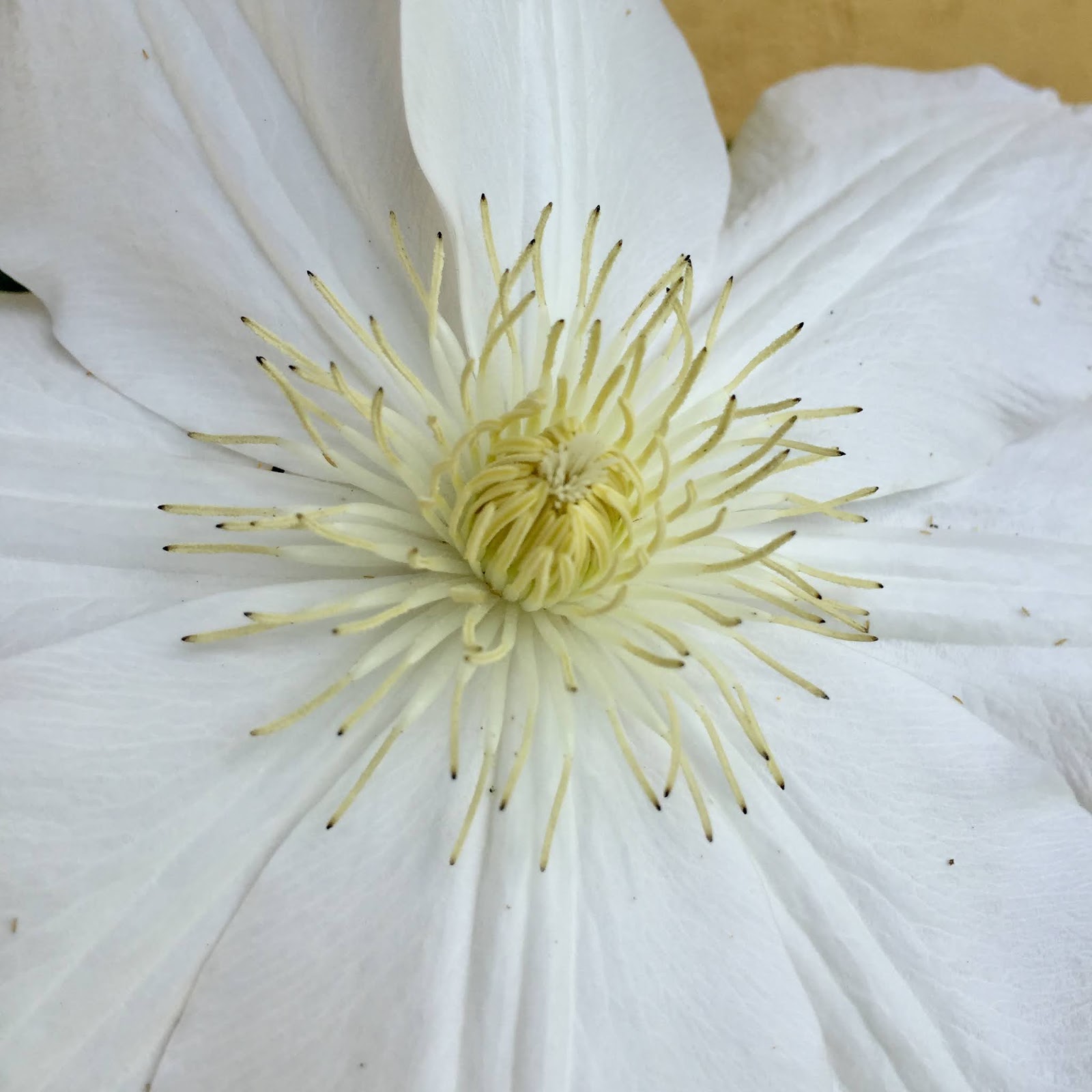 MARIETTE'S BACK TO BASICS: 3,000,000 Blog Pageviews & Our Clematis Candida