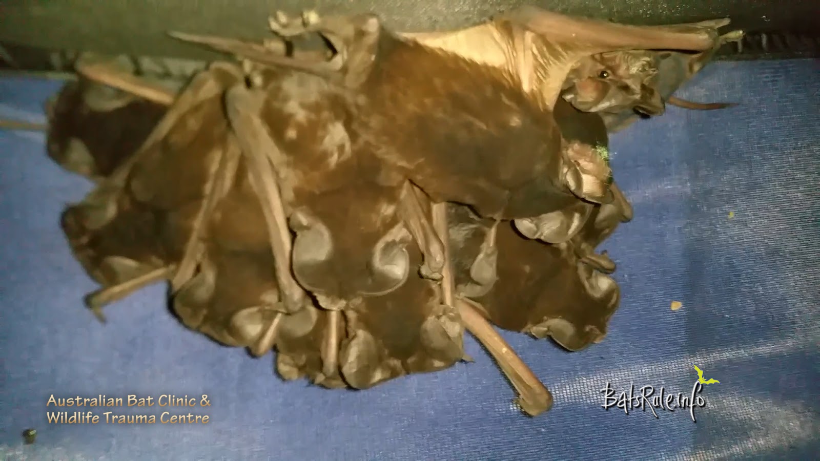 Rehab | Microbats, White-striped Freetail rescued in care