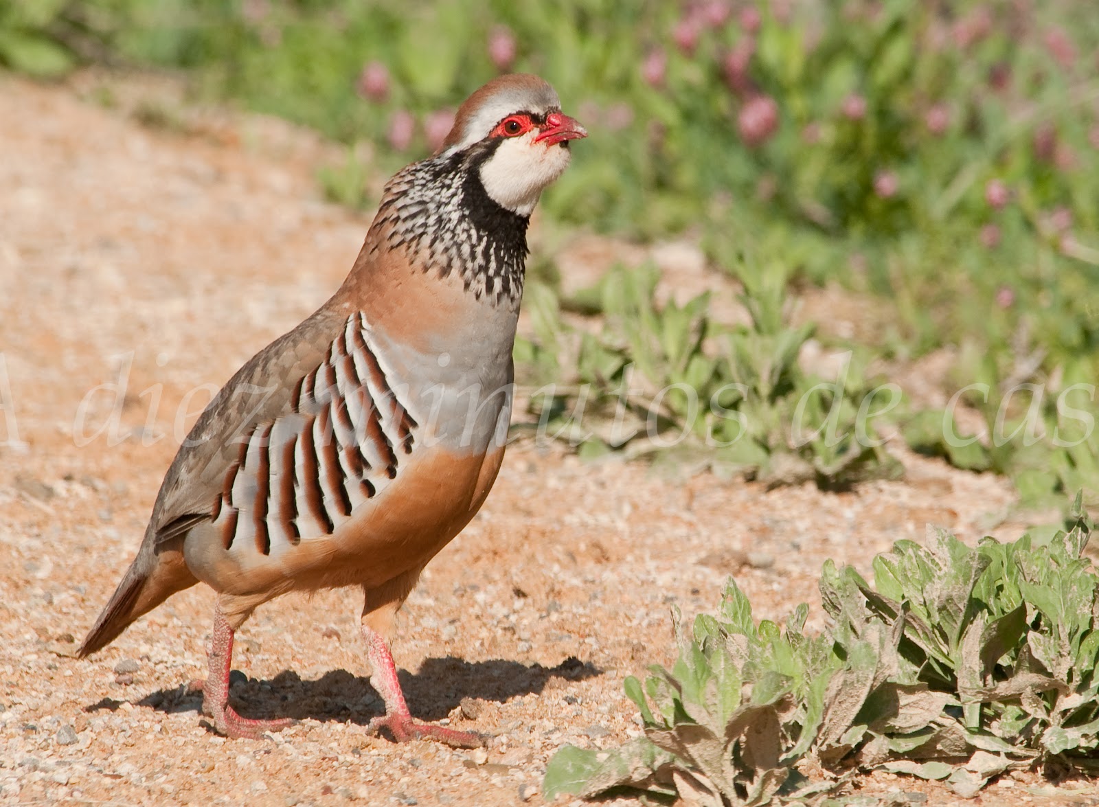 Naturaleza Ribera: Perdíces!!!!, en primavera se dejan ...............