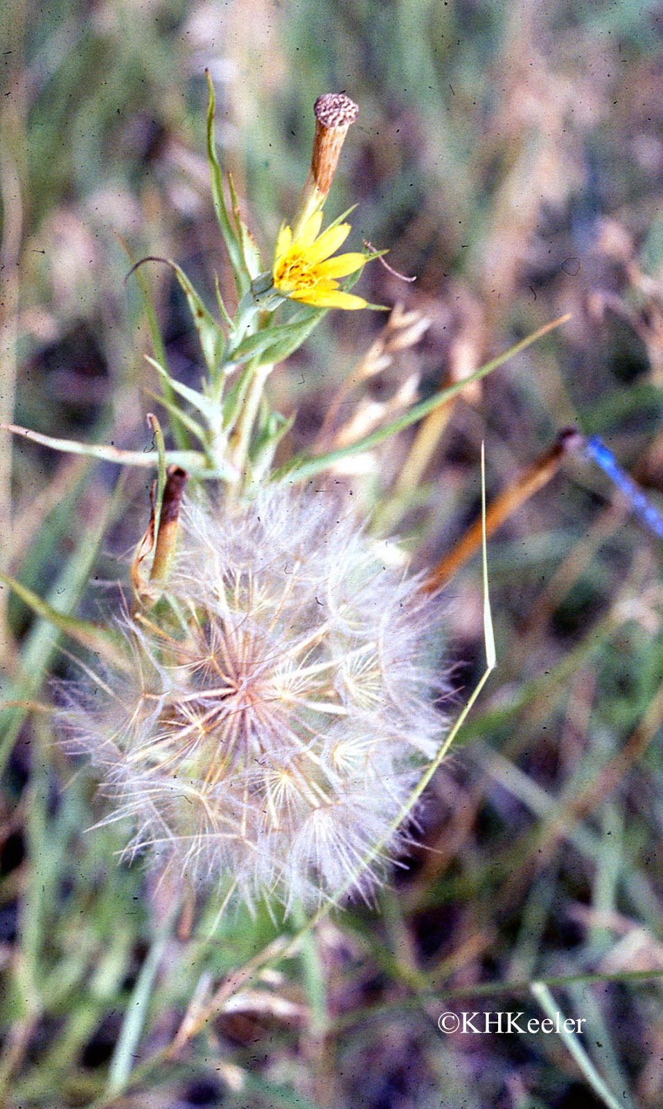 A Wandering Botanist: Plant Story-- Yellow Salsify, Tragopogon dubius ...