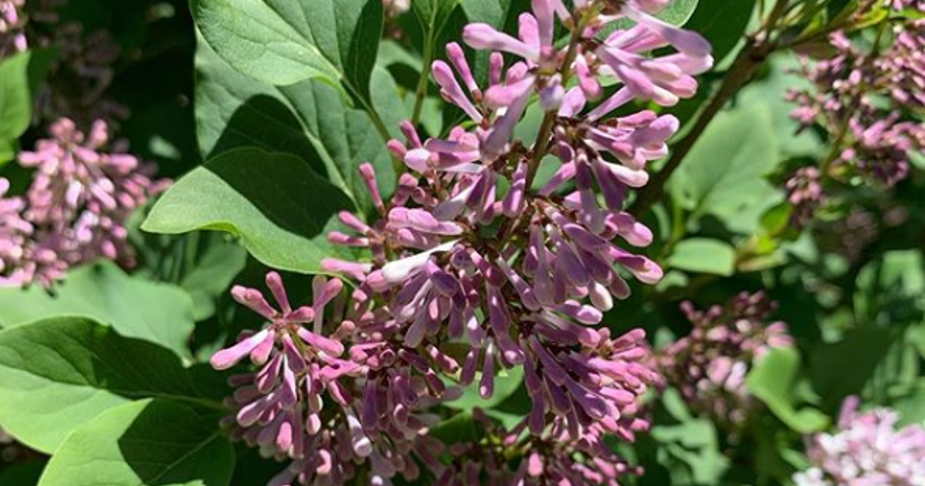 Shrubs & Hedges Book by Eva Monheim review and giveaway | My WAHM Plan