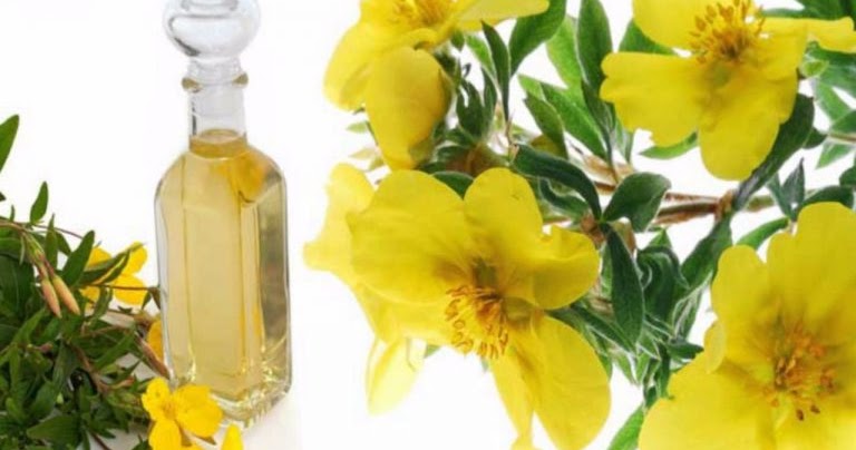 Vamos bien: La onagra: propiedades y usos para la salud