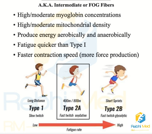 Muscle Fiber Types