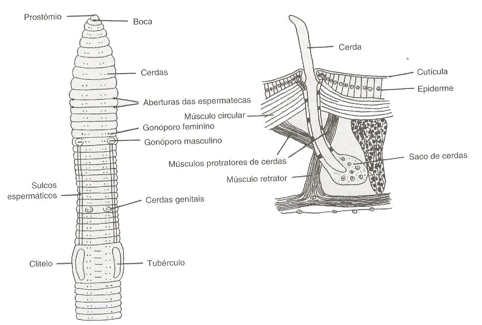 Vermes Superiores: Classe Polychaeta e Classe Clitellata